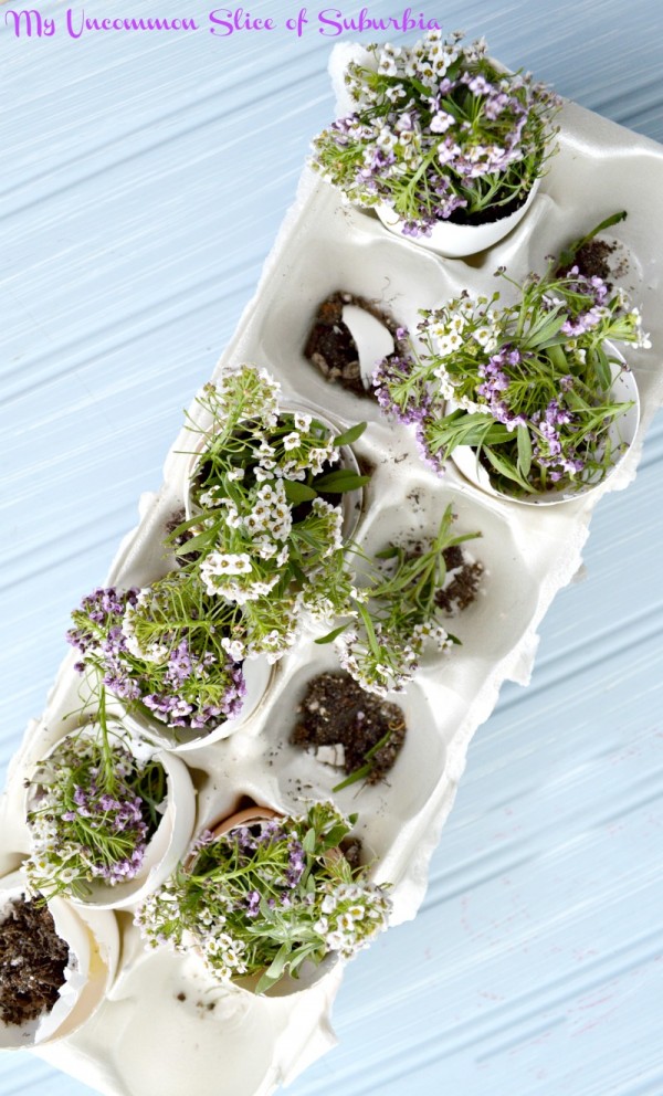 Flowering Egg Shells - My Uncommon Slice of Suburbia