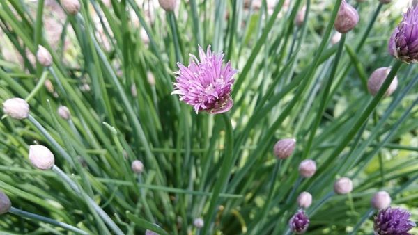 5 Best Herbs to Grow Year Round - My Uncommon Slice of Suburbia