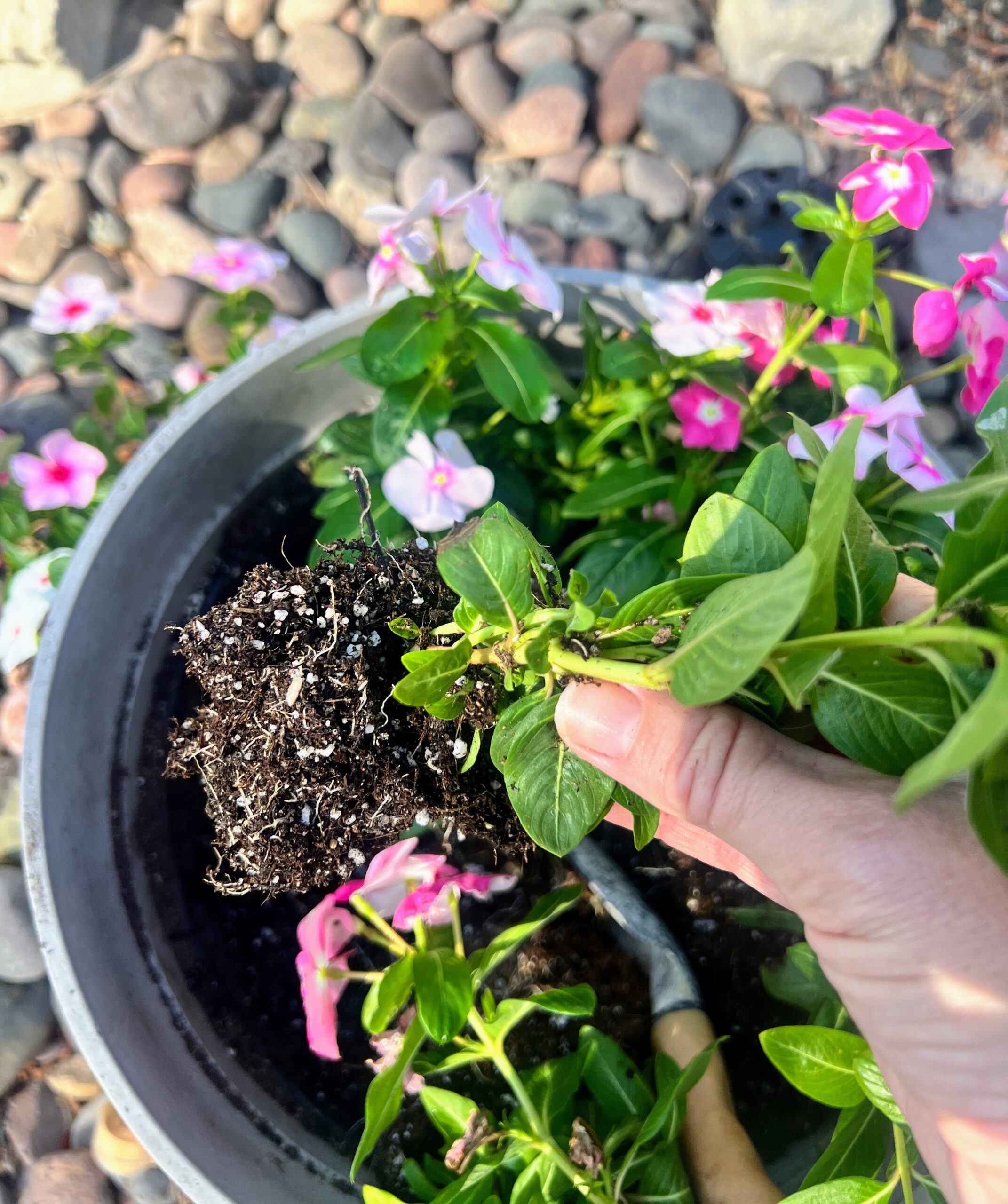 IMG_4499 - My Uncommon Slice of Suburbia