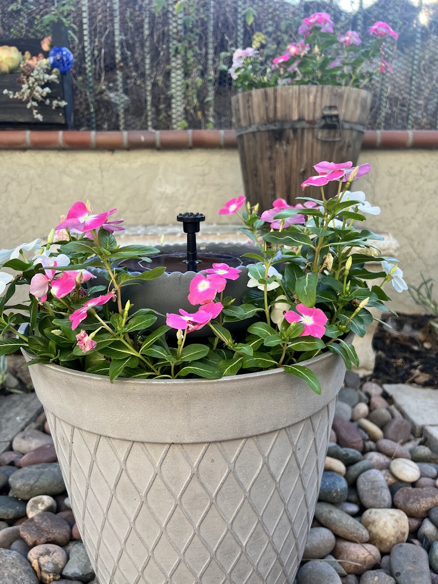 IMG_4592 - My Uncommon Slice of Suburbia